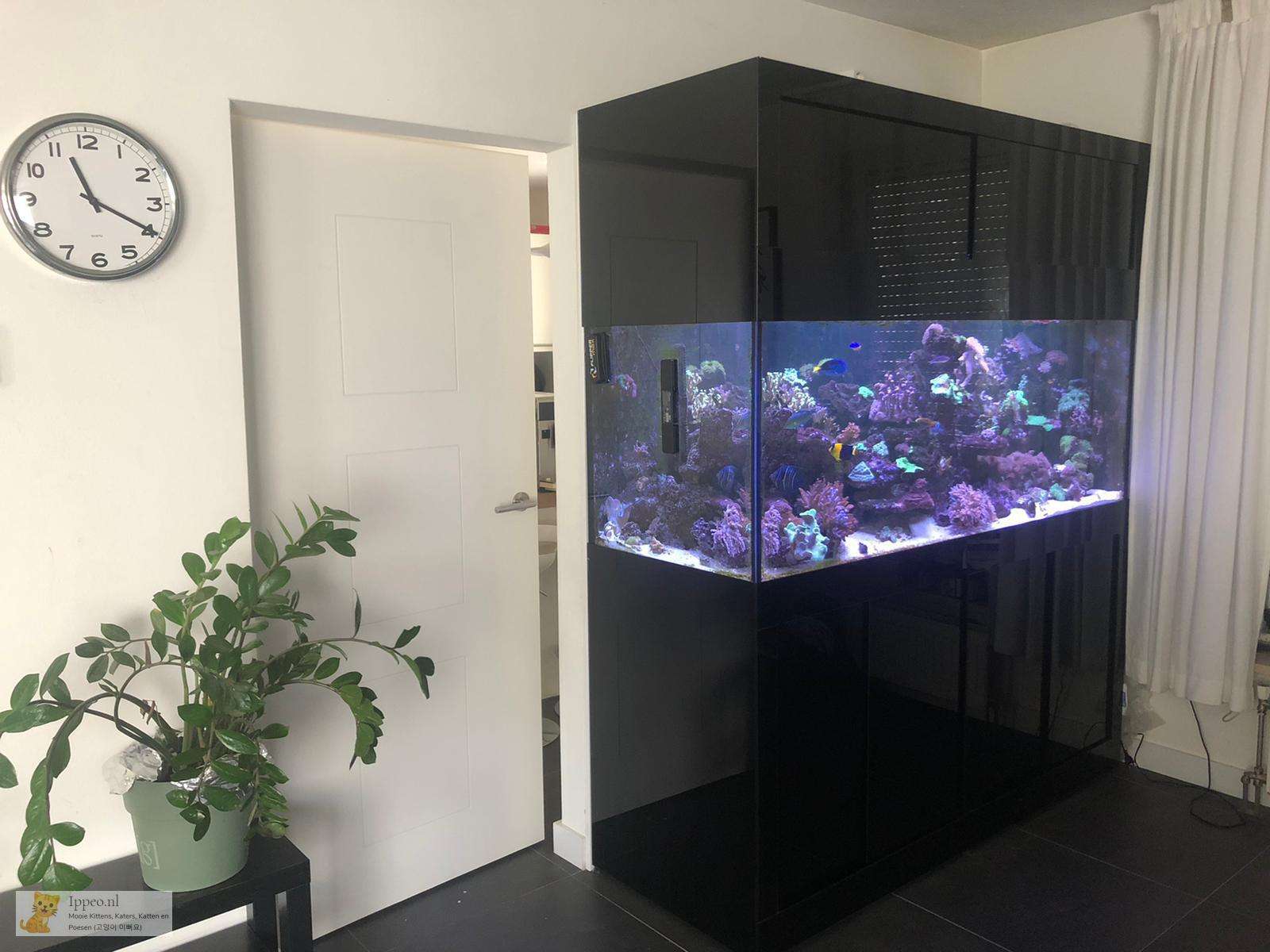 Ons zeeaquarium – Ippeo.nl